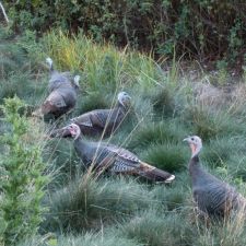 Tassajara Creek Regional Park - Tassajara Rd, Dublin, CA 94568 - Hours ...