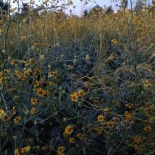 Castleview Park - 6304 Glen Aire Ave, Riverside, CA 92506 - Hours ...