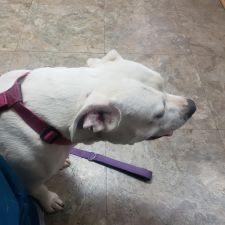 Al-Lynn Animal Hospital - 6904 Allentown Rd, Temple Hills, MD 20748 ...