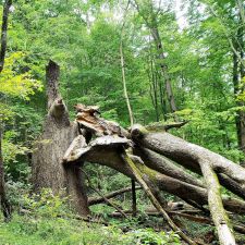 Pinhook Bog - 945 N Wozniak Rd, La Porte, IN 46350 - Hours, Directions ...