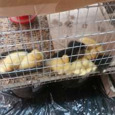 Ray's Feed Store - 13610 Cullen Blvd, Houston, TX 77047 - Hours ...