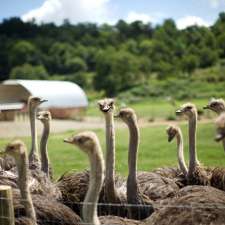 Fossil Farms - Farm Raised Game & All Natural Meats in 81 Fulton St ...