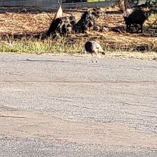 Lake Henshaw Resort - 26439 CA-76, Santa Ysabel, CA 92070