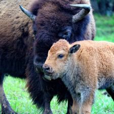 Woolaroc Museum & Wildlife Preserve - 1925 Woolaroc Ranch Rd ...