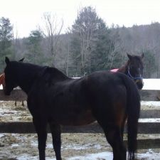 Solid Rock Ranch - 260 Horton Rd, Northville, NY 12134 - Hours ...