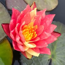 Jones Fish Hatcheries & Distributors LLC in 3433 Church St, Cincinnati ...