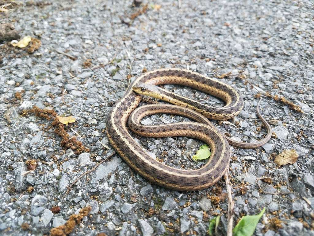 Saylor Park - 245 N 2nd St, Coplay, PA 18037 - Hours, Directions, Reviews