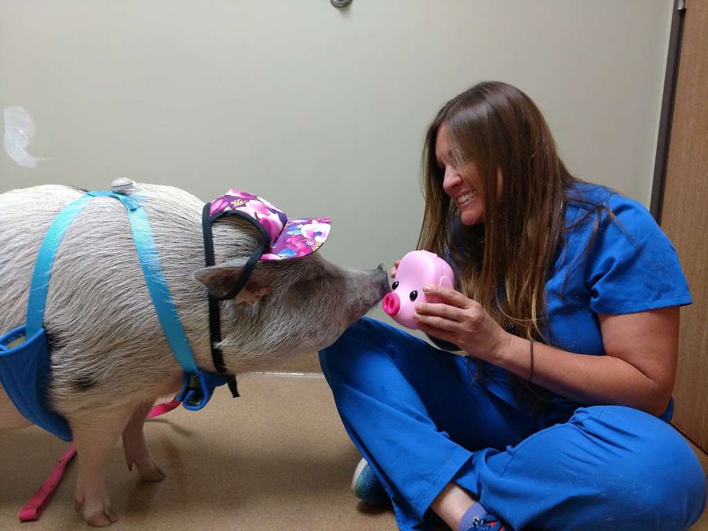 Rancho Regional Veterinary Hospital, Inc, 11981 Jack Benny Dr STE 101 ...