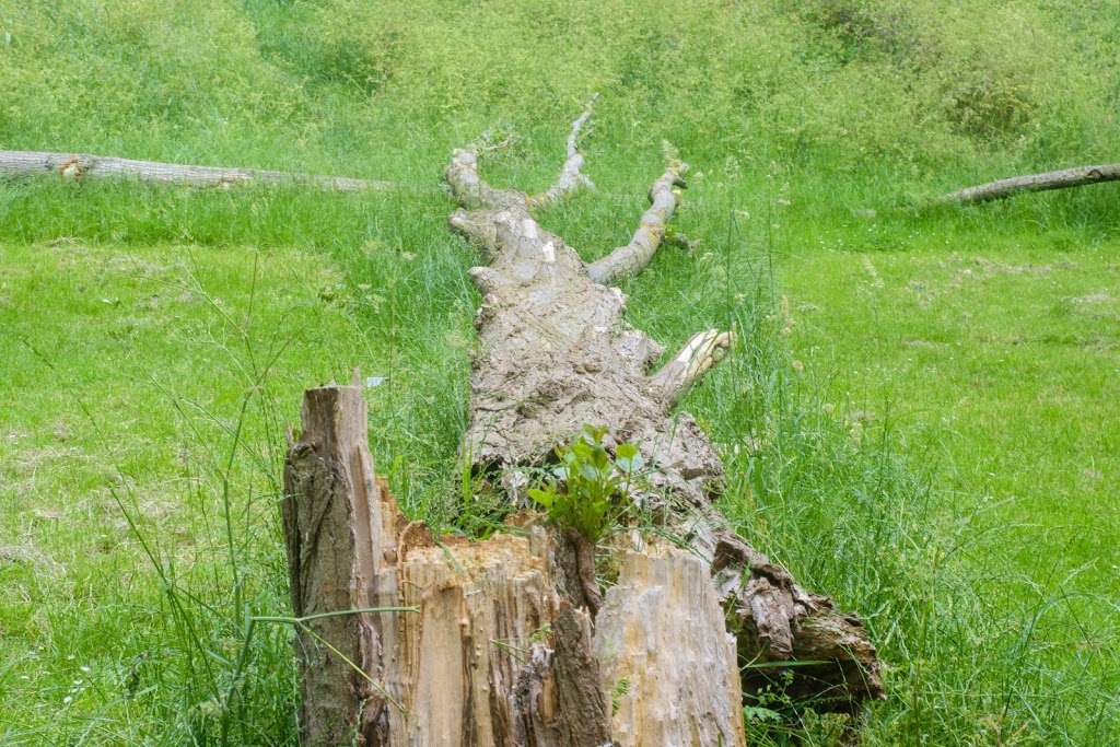 Forster Memorial Park, London Borough of Bromley, London, Bromley ...