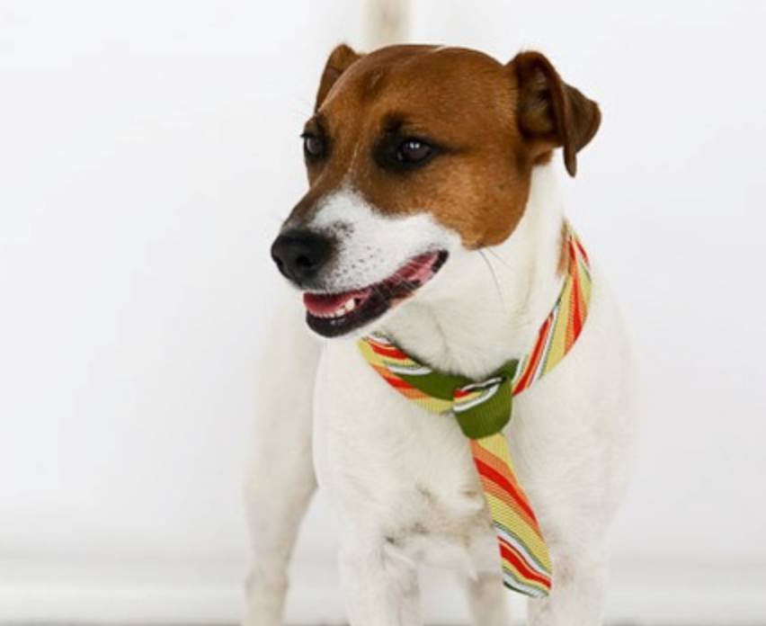 SmartyPup! - 3119 Vicente St, San Francisco, CA 94116 - Hours ...