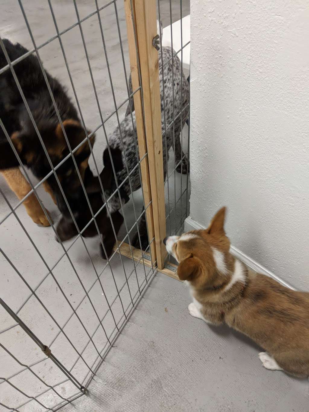 SmartyPup! - 3119 Vicente St, San Francisco, CA 94116 - Hours ...