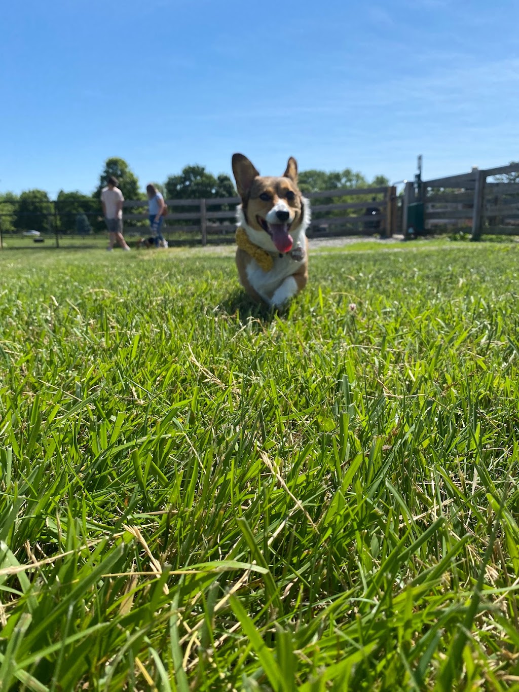 Wiggly Field Dog Park - 7850 VOA Park Dr, West Chester Township, OH ...