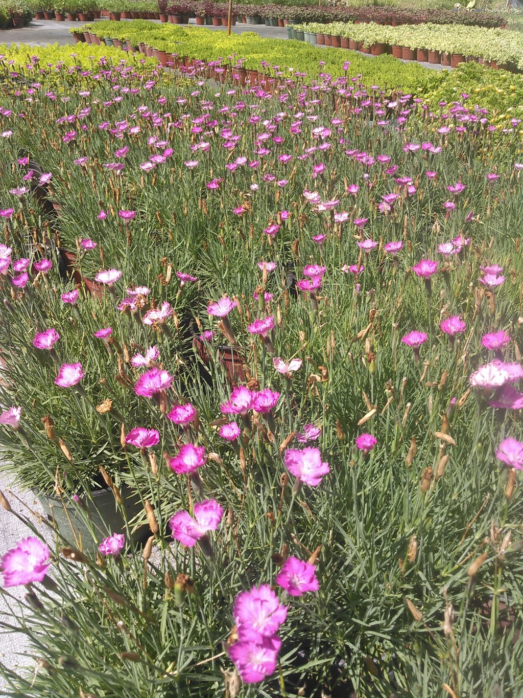 Zugar Growers - 2881 SW 36th St, Fort Lauderdale, FL 33312