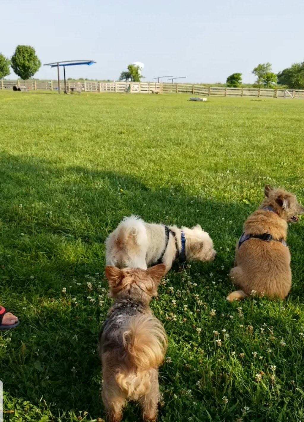 Wiggly Field Dog Park - 7850 VOA Park Dr, West Chester Township, OH ...