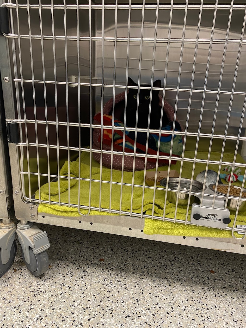 KC Pet Project at KCCAC - 7077 Elmwood Ave, Kansas City, MO 64132 ...