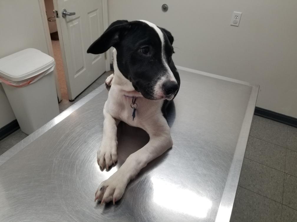 Mt. Orab Veterinary Clinc - 463 W Main St, Mt Orab, OH 45154 - Hours ...