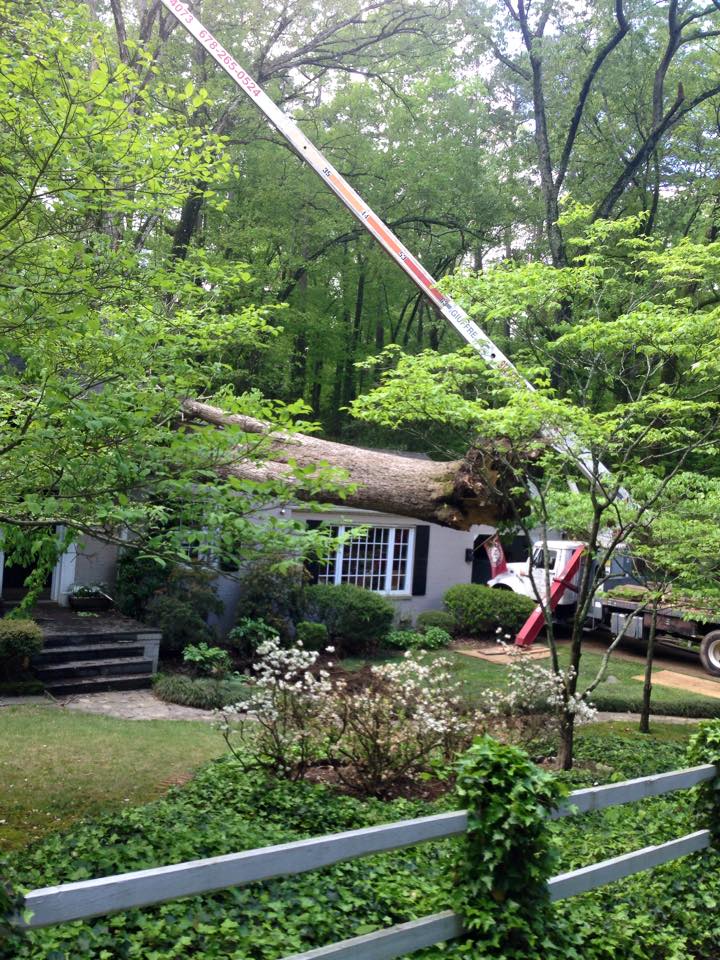 Stanley Tree And Landscaping Stump Grinding Services - 6 Walnut Dr ...