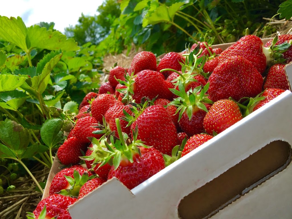 Pleasant Valley Orchard - 17325 Pleasant Valley Rd, Shafer, MN 55074 ...