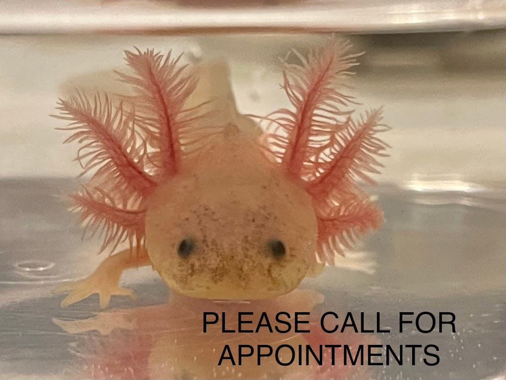 Happy axolotls - 478 Moore Ave, New Castle, PA 16101 - Hours, Directions, Reviews