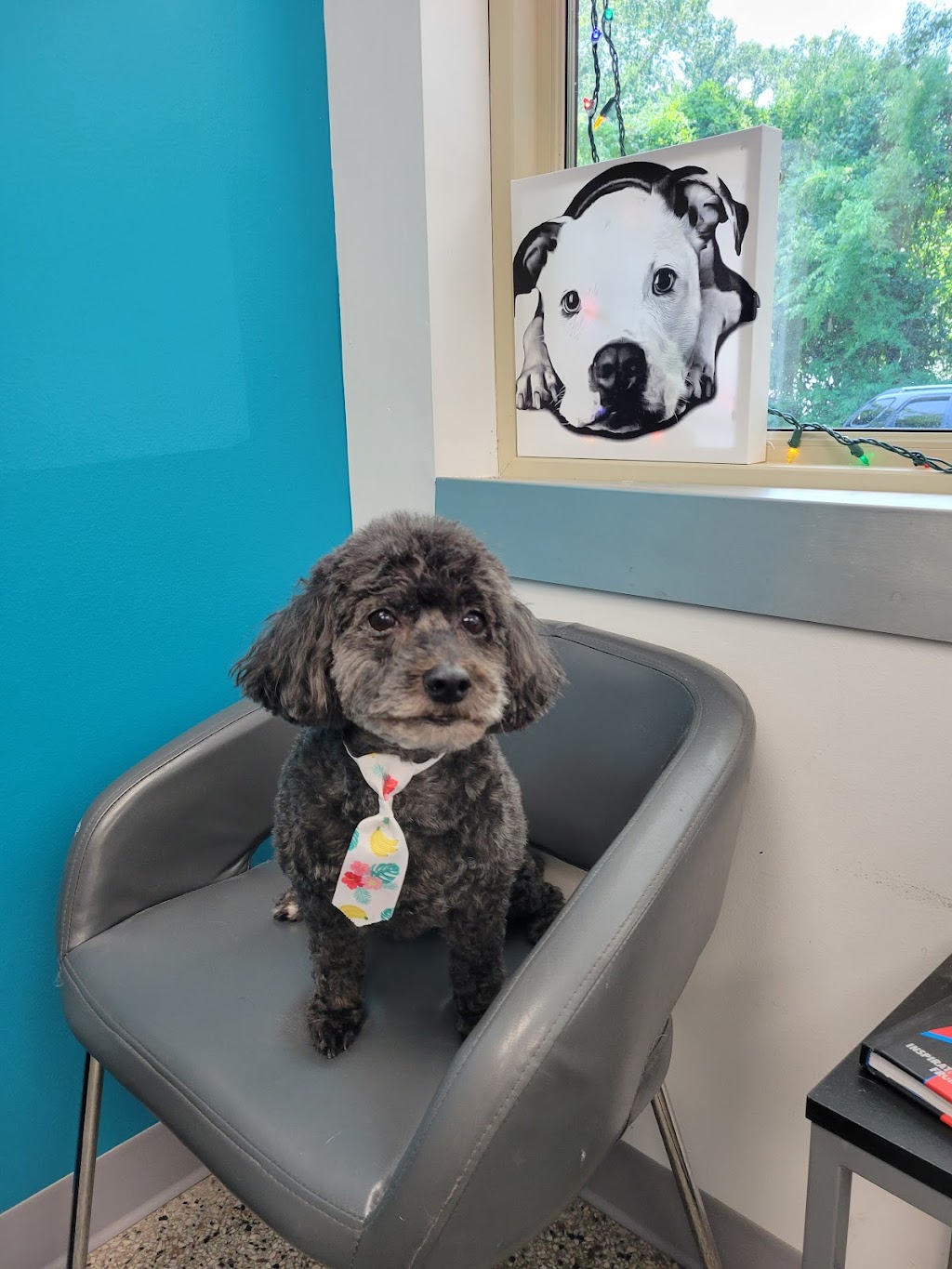 Noah's Ark Kennel & Cattery - 1217 E Franklin St #3, Chapel Hill, NC ...