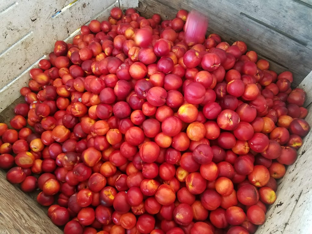 Moonlight Packing Corporation - 17770 E Huntsman Ave, Reedley, CA 93654 ...